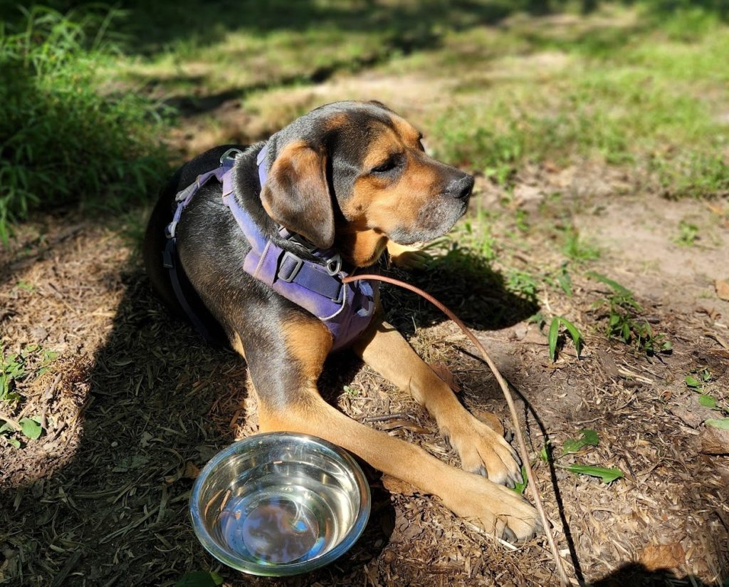 Benji Files Archives - Unleashed Counseling